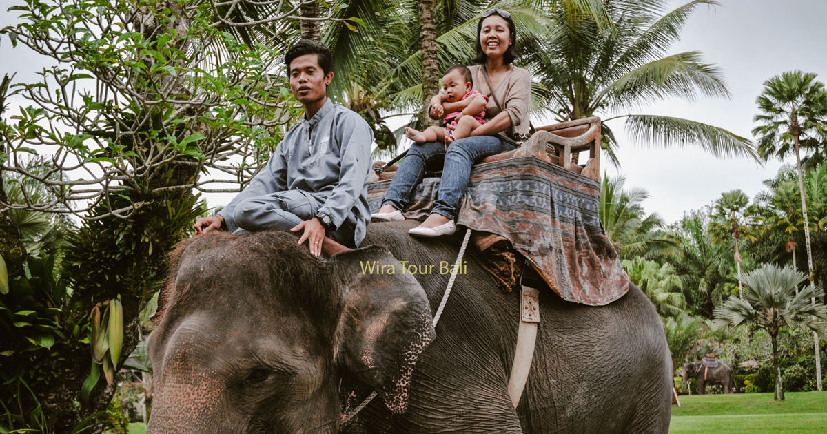 Taro Elephant Safari Park Ubud - The Best Elephant Ride Bali