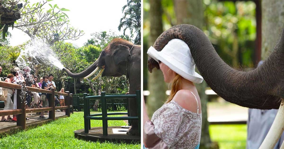 Taro Elephant Safari Park Bali - Entrance Price & Park Location In Ubud