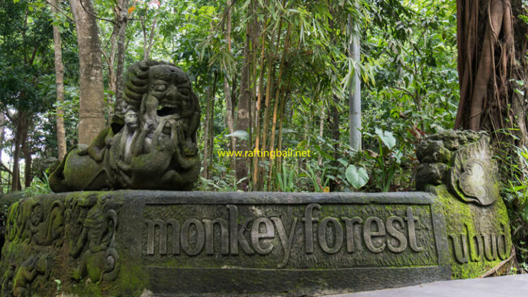 Monkey Forest Ubud Bali - Things Need To Know Before Visiting
