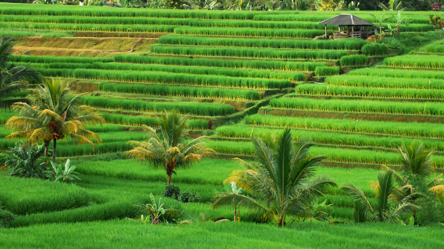 Jatiluwih Rice Terrace Bali - Things Need To Know Before Visiting