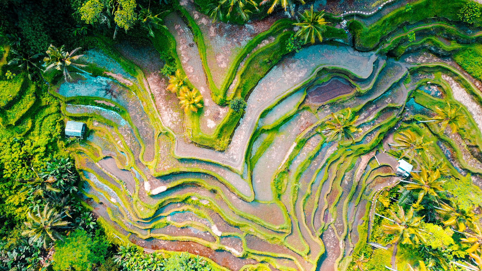 Tegallalang Rice Terraces Ubud Costs Swings Tips Tegallalang Rice Terraces Ubud Costs Swings Tips